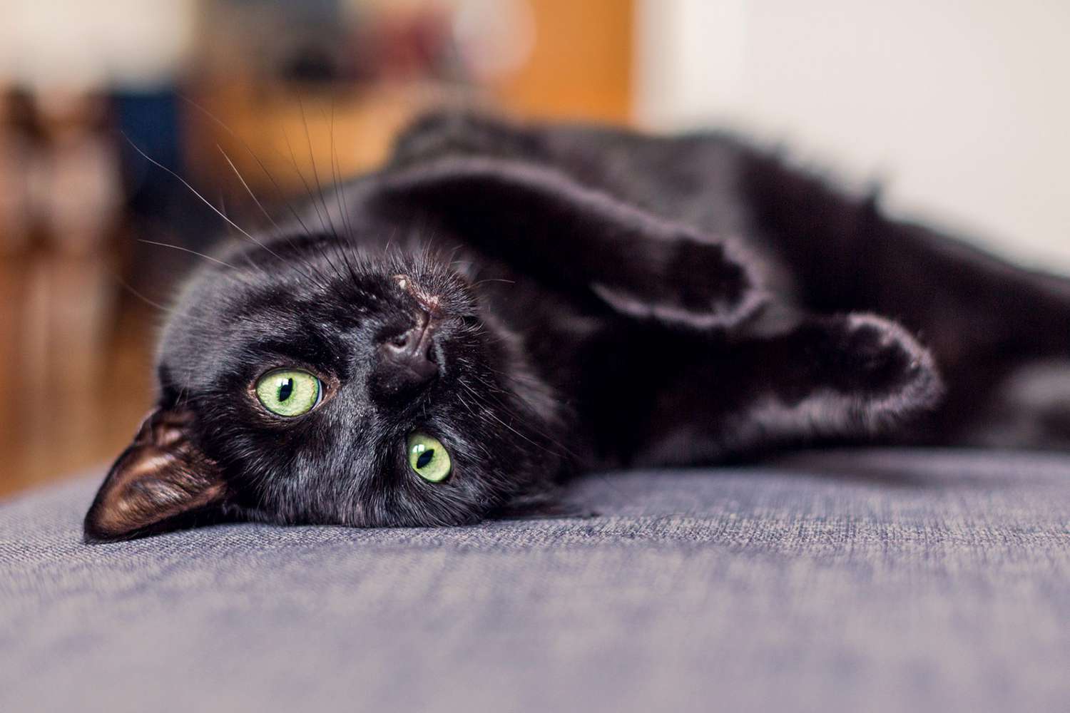 7 superbes races de chats noirs que vous voudrez ramener à la maison ...