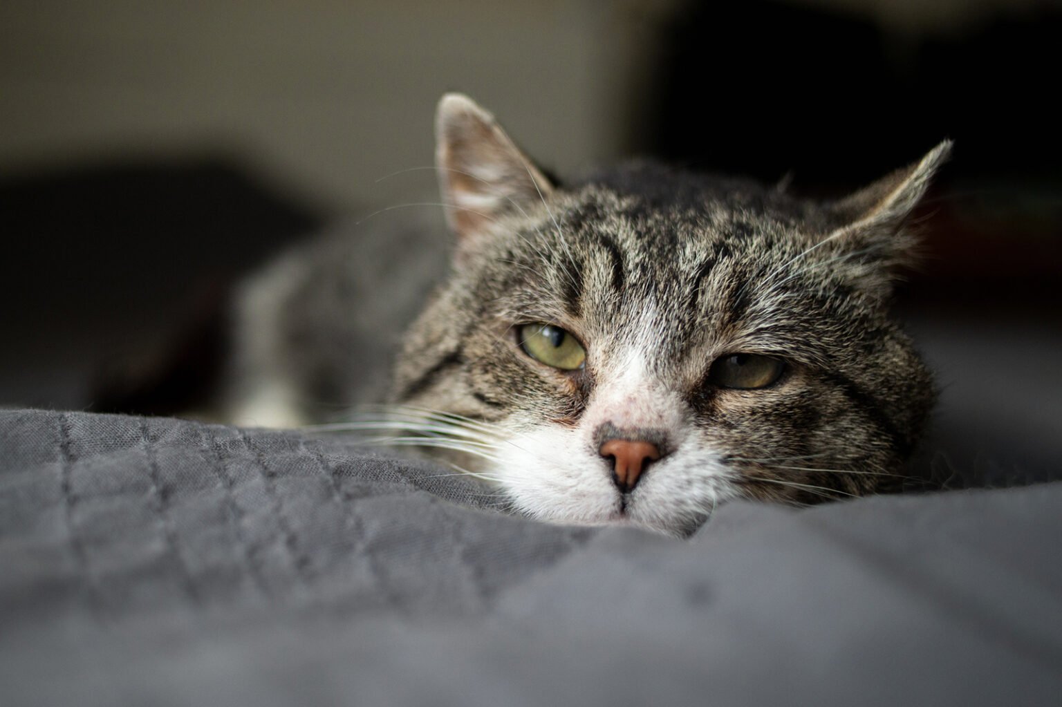 Comment agissent les chats mourants ? Comprendre leur comportement de ...