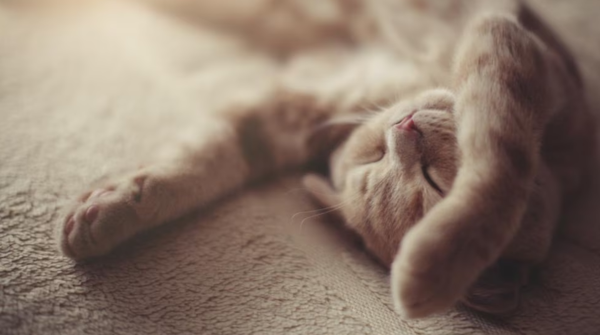 20 positions de sommeil pour les chats et ce qu'elles signifient - BDAILY