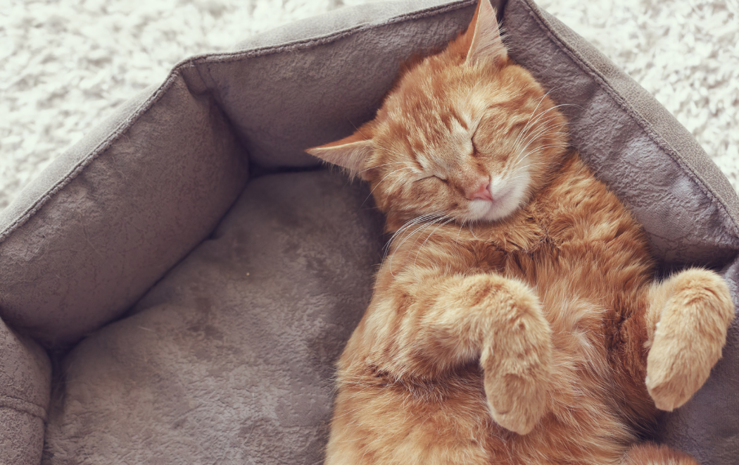20 positions de sommeil pour les chats et ce qu'elles signifient - BDAILY