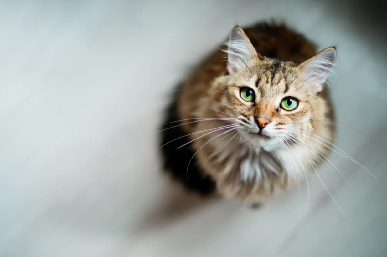 Comprendre comment les chats parlent à travers les mouvements de leurs ...