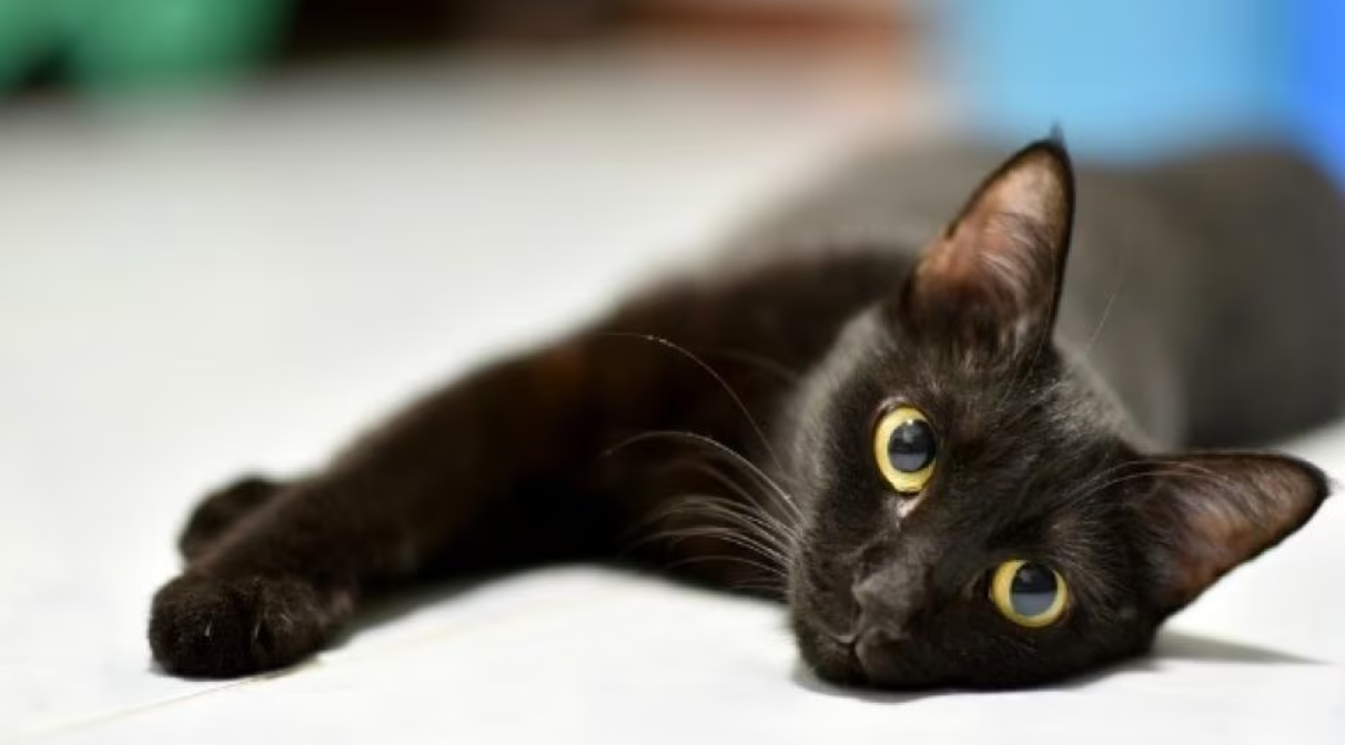 Comment se débarrasser des vers chez les chats - BDAILY