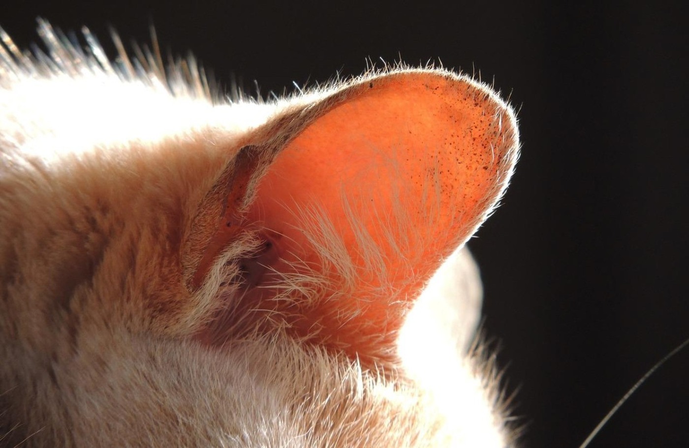Pourquoi les oreilles de mon chat sont-elles chaudes ? - BDAILY