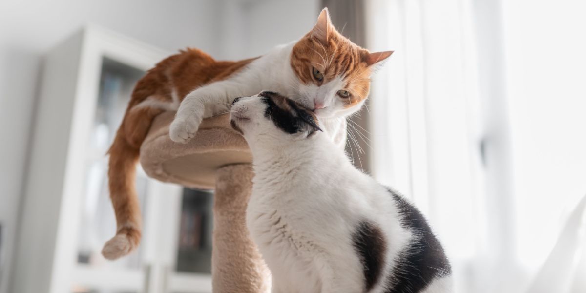 Pourquoi les chats aiment-ils le cérumen ? - BDAILY