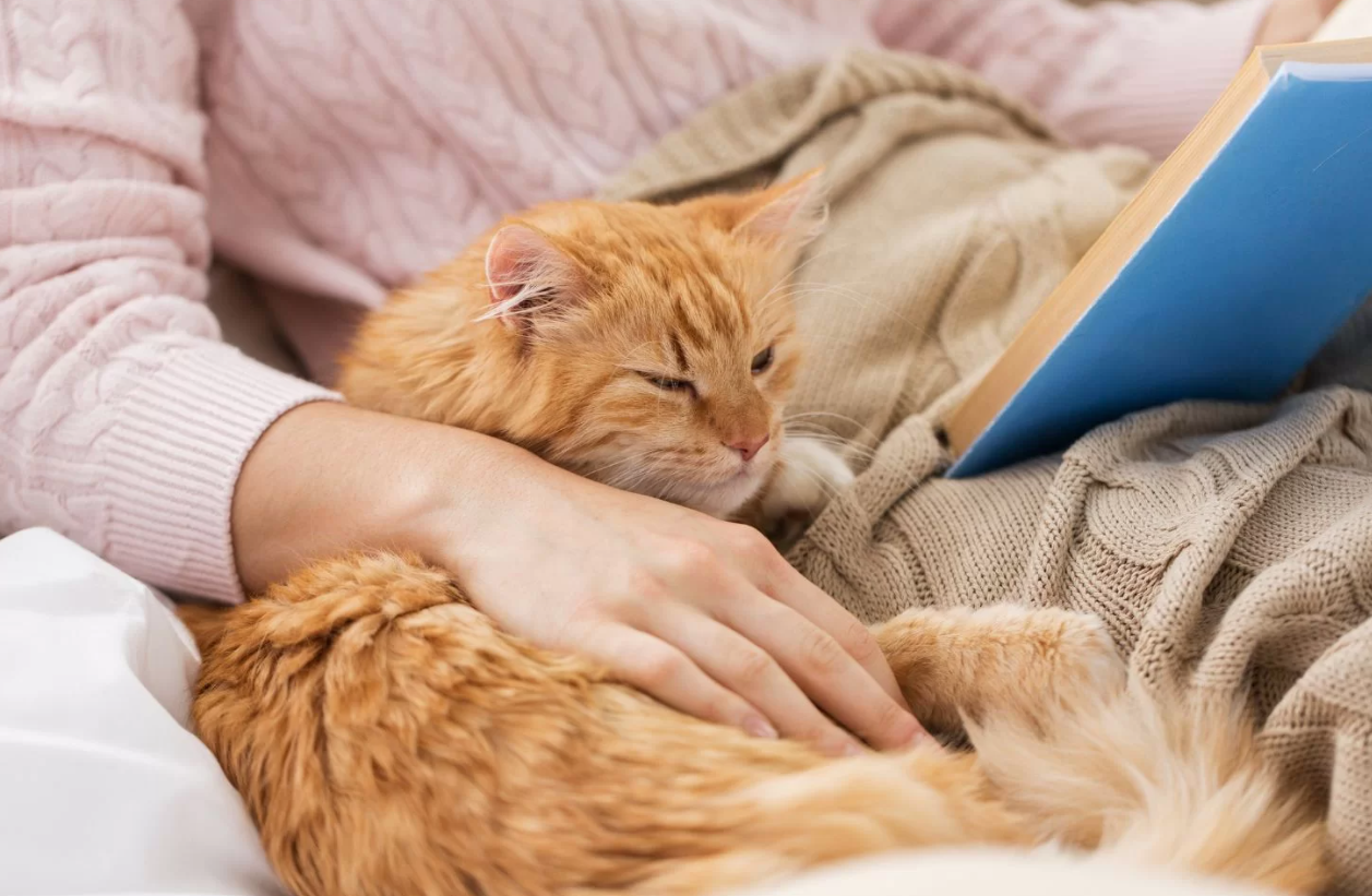 Comment garder votre chat en bonne santé physique - BDAILY