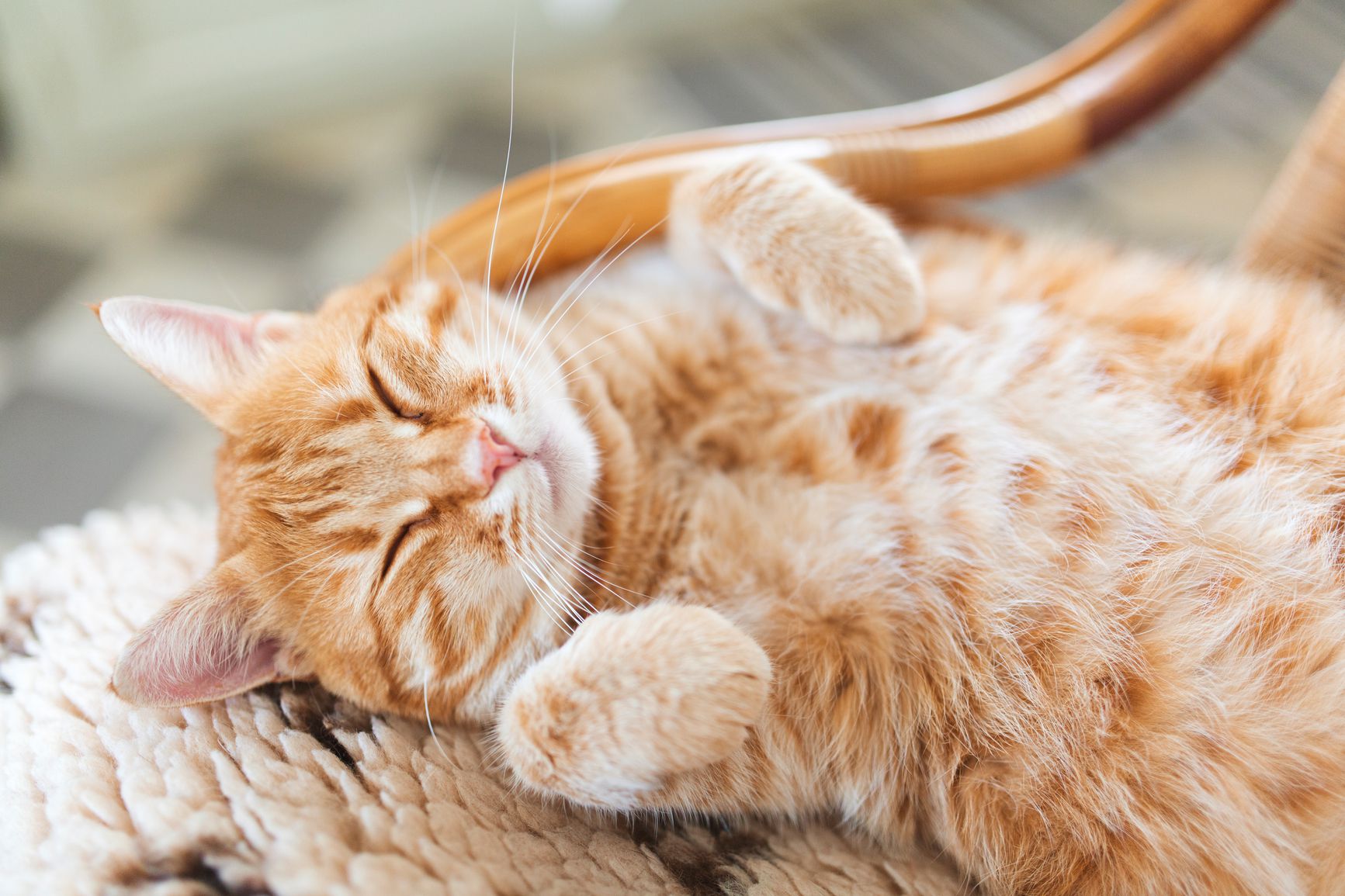 6 Signes d’un chat heureux et en bonne santé - BDAILY