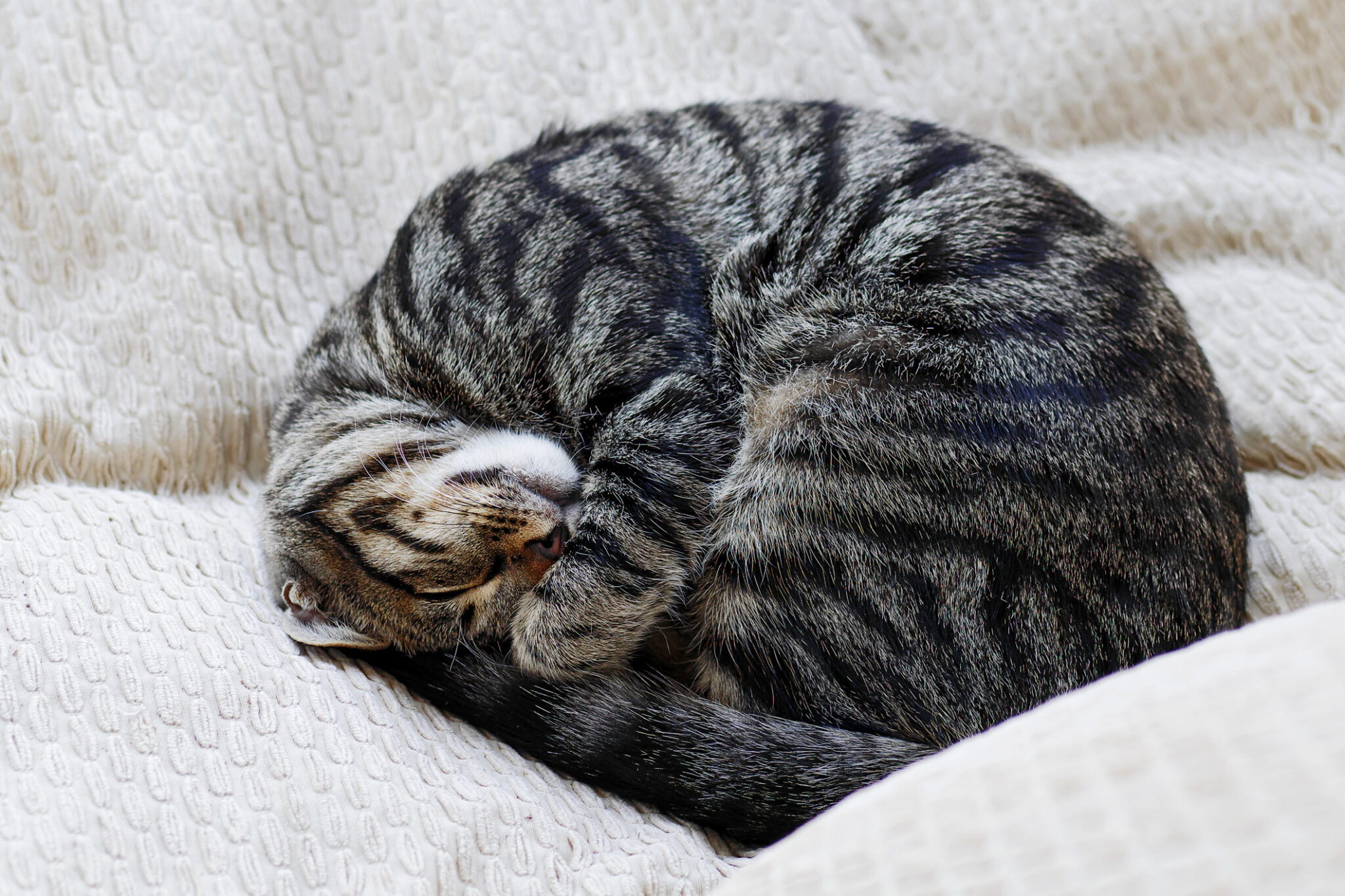 Positions de sommeil des chats : que signifient-elles ? - BDAILY