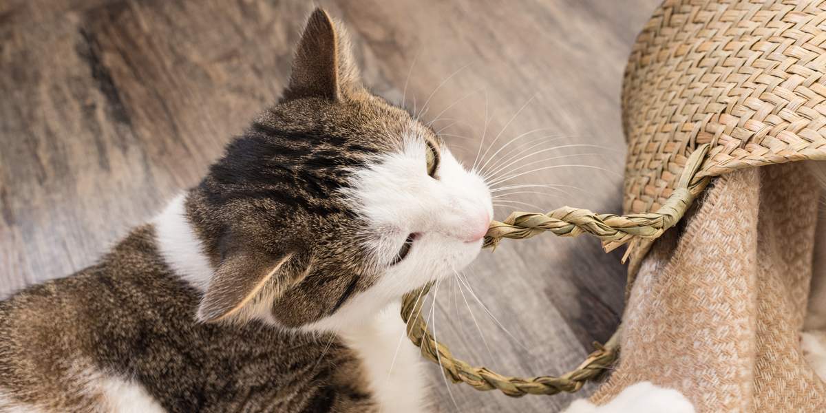 Que faire si votre chat mâche tout - BDAILY