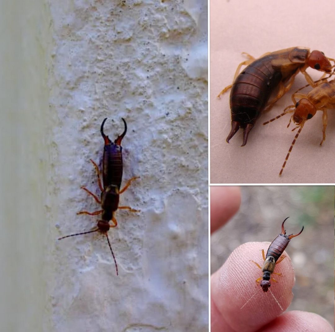 Coccinelle, libellule, luciole…tout ce qu’il faut savoir sur les petits ...