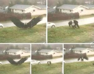 Giant Eagle captured in Bro…See more - BDAILY