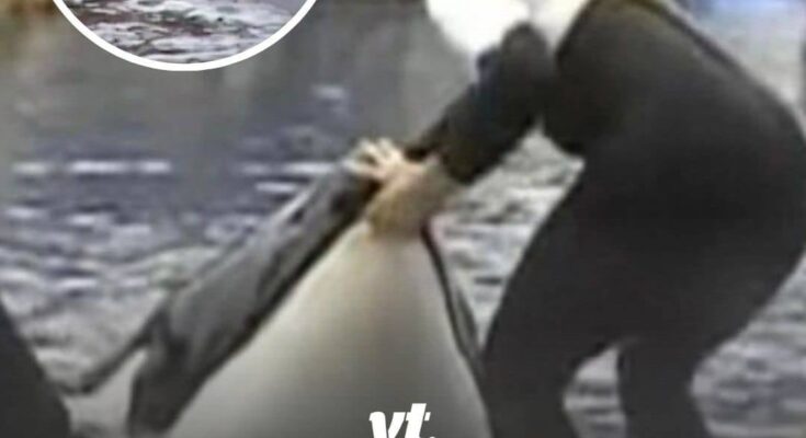 Coach Orca Is Destroyed By This Unexpected Thing While On Routine ...