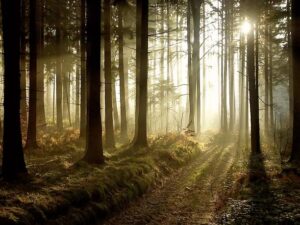 Missing Girl Found in the Woods — What Her Mother Had Done Left ...