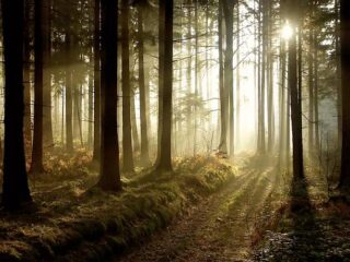 Missing Girl Found in the Woods — What Her Mother Had Done Left ...
